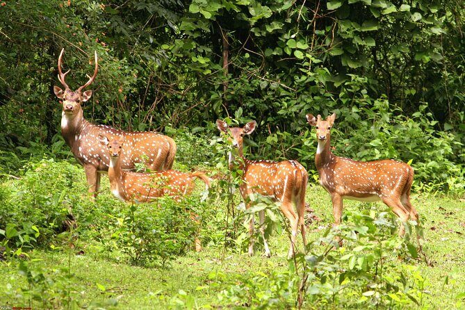 3 Day Chitwan National Park, Jungle Safari Package all Inclusive - Introduction to the Chitwan National Park Safari