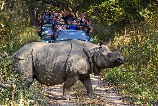 3-Day Chitwan National Park Jungle Safari Tour Package with Pick Up - Frequently Asked Questions