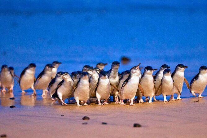 3 Day Combo: Great Ocean Road, Penguin Parade and FREE City Tour - In-Depth Review of the Tour