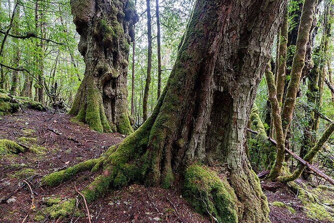 3-Day Cradle Mountain Photography Workshop - An Introduction to the Cradle Mountain Photography Workshop