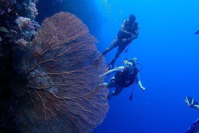 3 Day Dive Tour - What to Expect from This 3-Day Palau Dive Tour