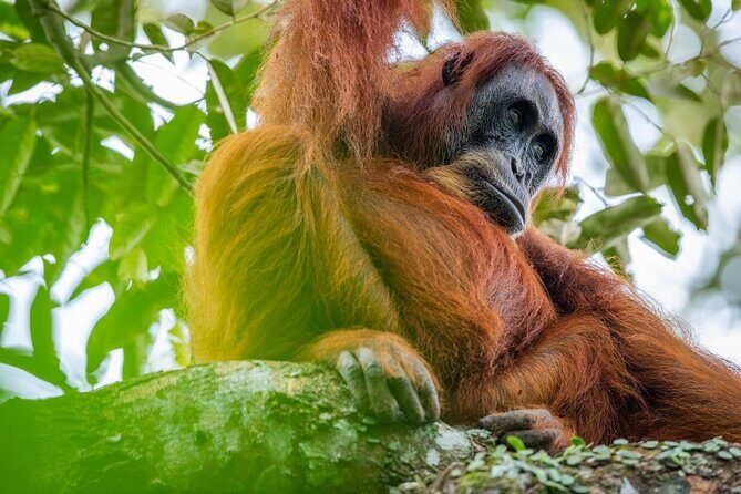3-Day Ethical Orangutan Jungle Trek | Bukit Lawang, Sumatra - The Experience: What to Expect on the 3-Day Orangutan Trek