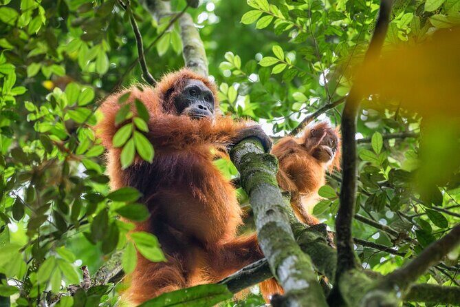 3-Day Ethical Orangutan Jungle Trek | Bukit Lawang, Sumatra - Practical Tips and Considerations