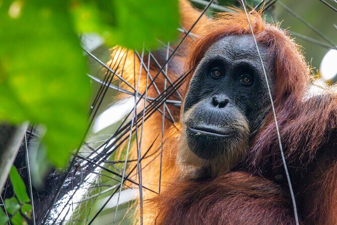3-Day Ethical Orangutan Jungle Trek | Bukit Lawang, Sumatra - The Sum Up