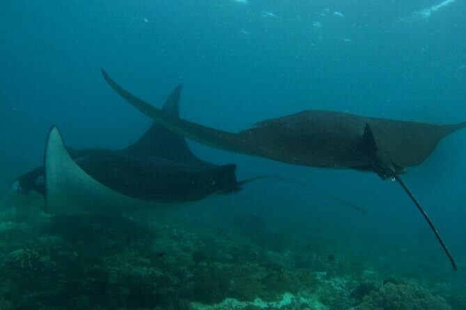3-Day Group Adventure : Wae Rebo Village & Early Bird Komodo Tour - Authentic Experiences and Feedback