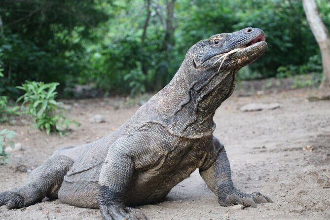 3-Day Group Adventure : Wae Rebo Village & Early Bird Komodo Tour - FAQ