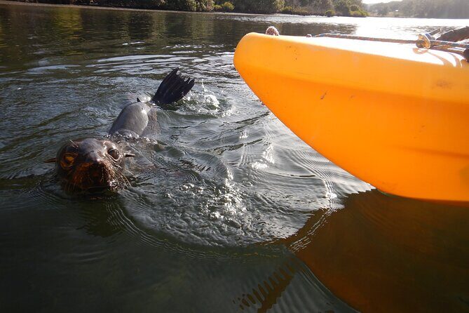 3 Day Guided Kayak Camping Adventure on the Clyde River - Who Will Love This Tour?