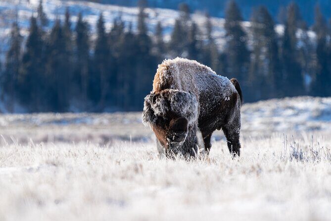 3 Day Guided Wildlife Photography Tour in Yellowstone - Key Points