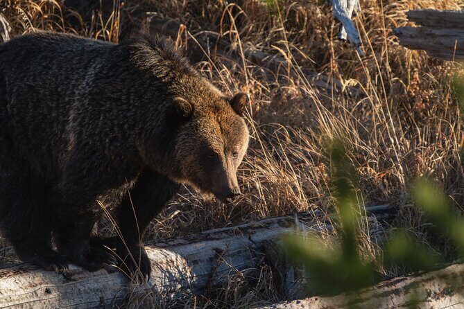 3 Day Guided Wildlife Photography Tour in Yellowstone - A Closer Look at the Yellowstone Wildlife Photography Tour