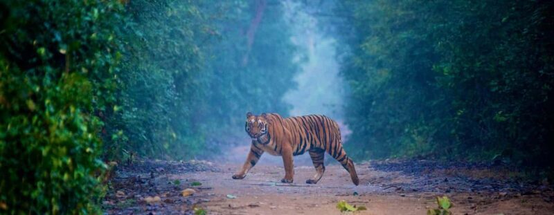 3- Day Jim Corbett National Park Tour - Key Points