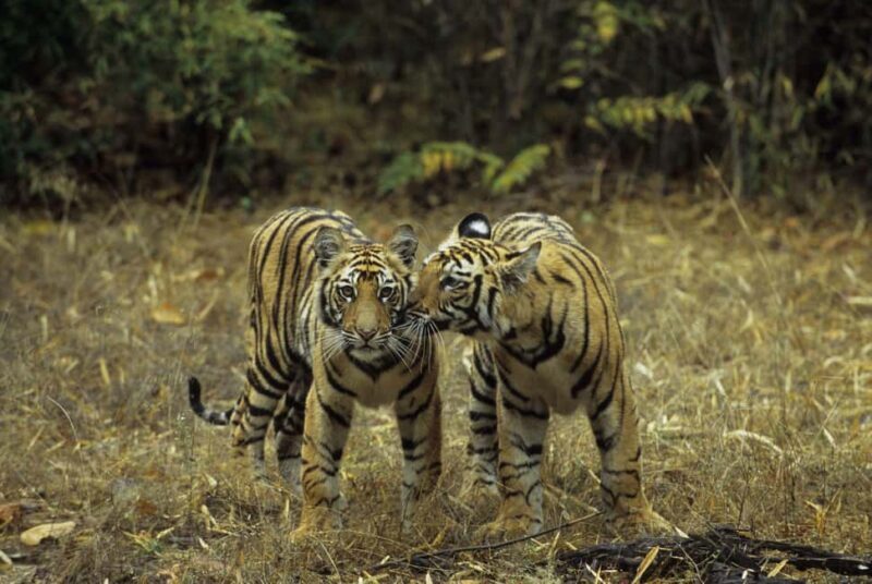 3- Day Jim Corbett National Park Tour - Who Should Consider This Tour?