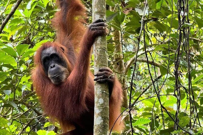 3-Day Jungle Trekking and Art Workshop in Bukit Lawang - Why This Tour Offers Good Value
