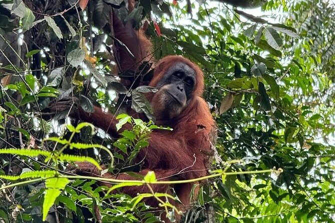 3-Day Jungle Trekking and Art Workshop in Bukit Lawang - Practical Tips for Future Travelers