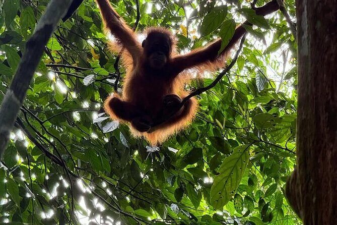 3-Day Jungle Trekking and Art Workshop in Bukit Lawang - Who Should Consider This Tour?