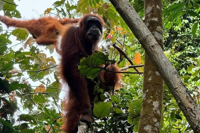 3-Day Jungle Trekking and Art Workshop in Bukit Lawang - The Sum Up