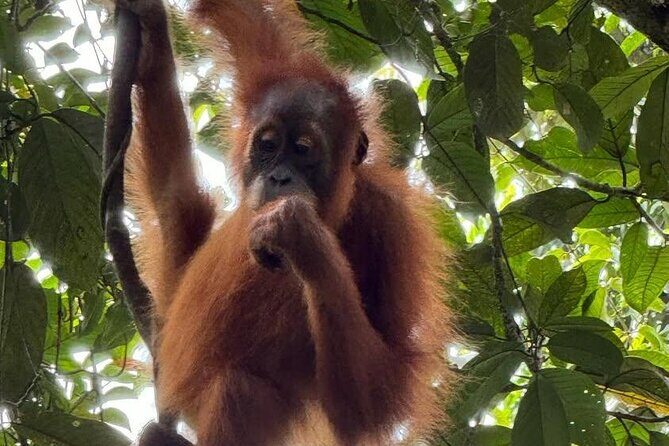 3-Day Jungle Trekking and Art Workshop in Bukit Lawang - FAQ