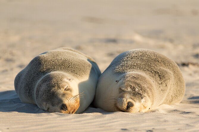 3-Day Kangaroo Island Adventure Tour - An Overview of the Tour: What’s on Offer