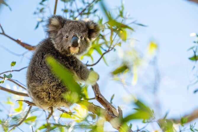 3-Day Kangaroo Island Adventure Tour - FAQ
