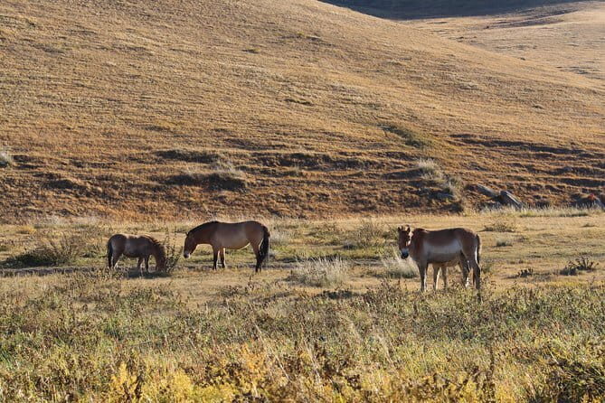 3 Day Mongolia Getaway tour Private tour - Who Will Love This Tour?