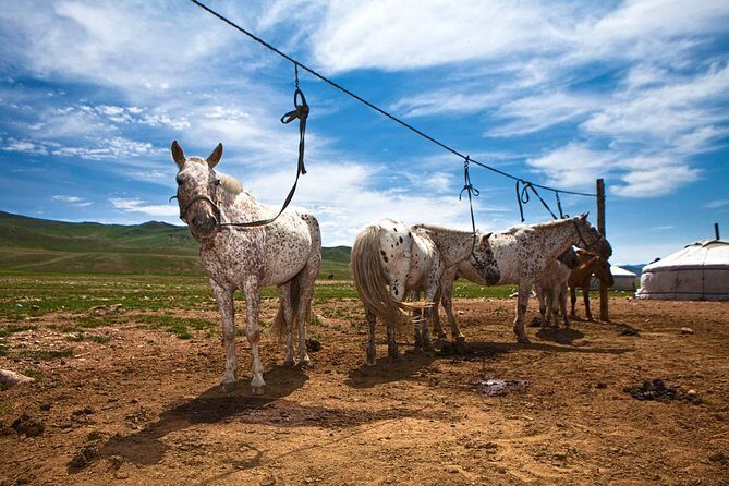 3-Day Naadam Festival Group Tour - Final Thoughts