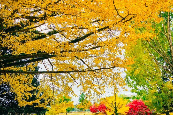 3 Day Private Osaka Kyoto and Nara Tour - FAQ