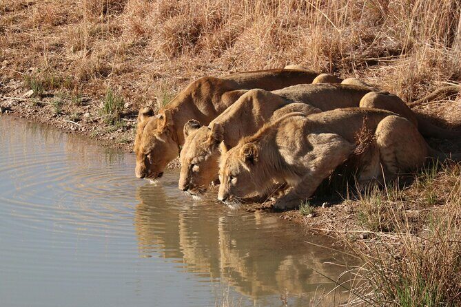 3 Day Private Tour of Gir Forest to Meet the Asiatic Lion - A Practical Look at the 3-Day Private Tour of Gir Forest to Meet the Asiatic Lion