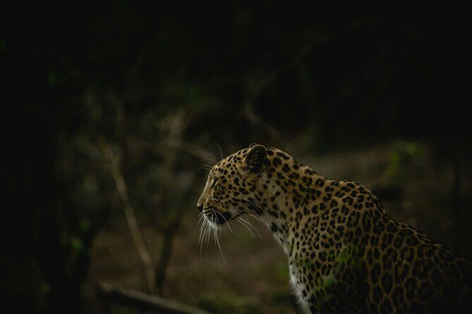 3 Day Private Tour of Gir Forest to Meet the Asiatic Lion - Key Points