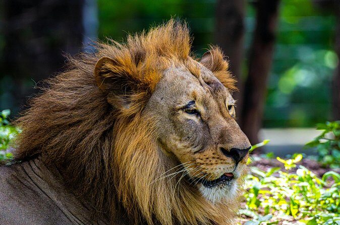 3 Day Private Tour of Gir Forest to Meet the Asiatic Lion - The Sum Up