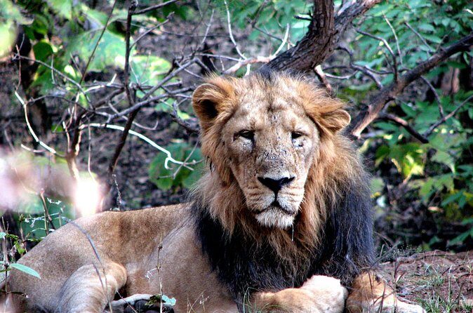 3 Day Private Tour of Gir Forest to Meet the Asiatic Lion - FAQ
