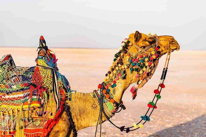 3 day private tour of Rann of Kutch from Ahmedabad - A Closer Look at the 3-Day Rann of Kutch Tour