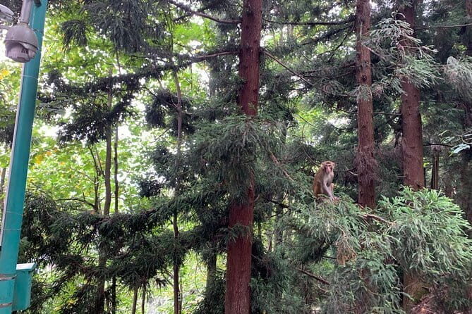 3-Day Private Zhangjiajie Geopark Explore: Beijing-Zhangjiajie-Shanghai by air - Detailed Review of the Experience