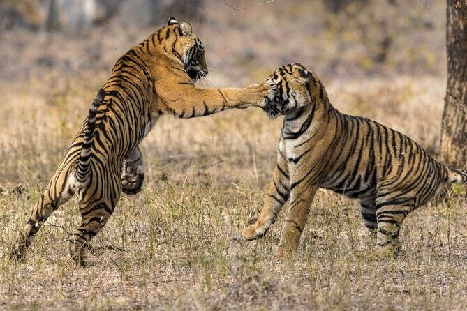 3-Day Ranthambhore Tiger Tour from Jaipur to Taj Mahal Agra ending in Delhi - The Details That Make This Tour Stand Out