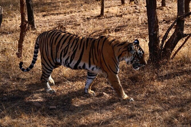 3 Day Ranthambore Wildlife Tiger Safari Tour from Delhi - Day 1: From Delhi to Ranthambore