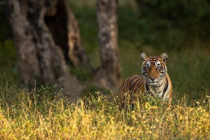 3 Day Ranthambore Wildlife Tiger Safari Tour from Delhi - FAQ: Your Practical Questions Answered