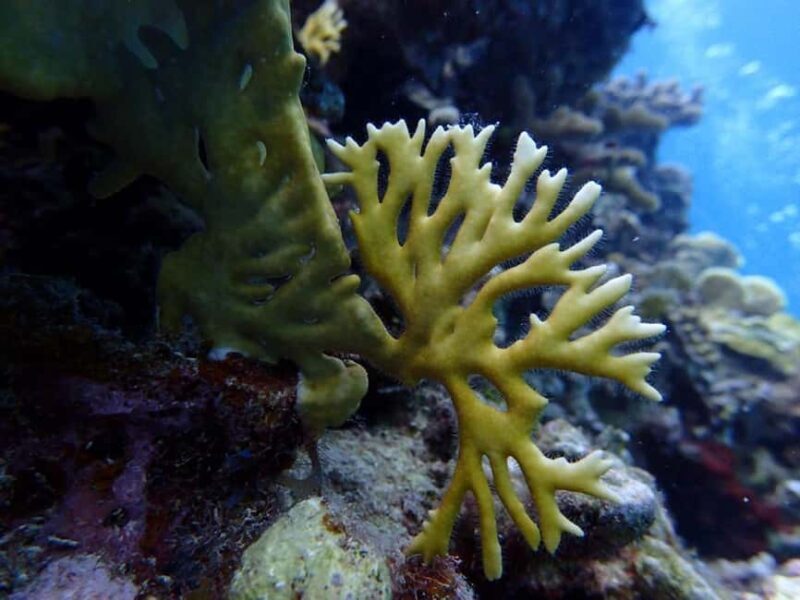 3-Day Scuba Diving Certification Course in Ocho Rios - Key Points