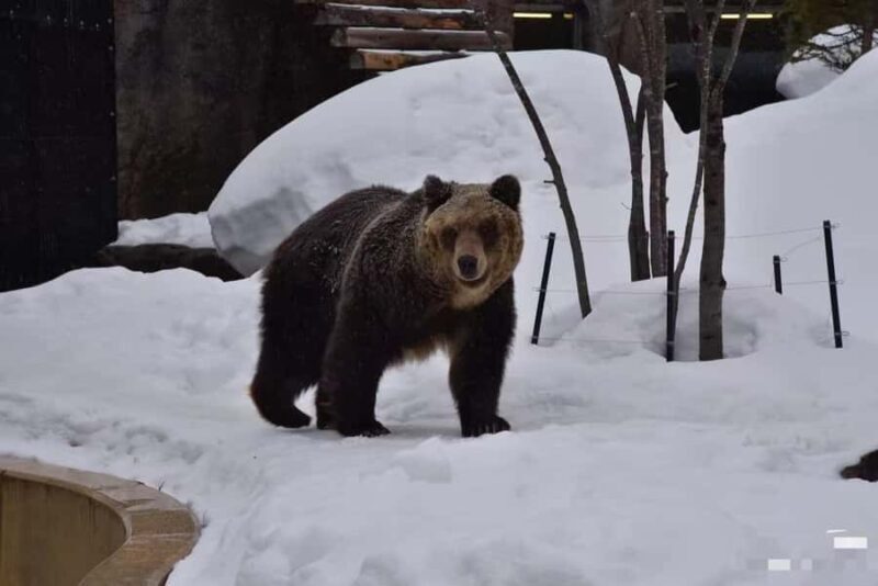 3-Day Small-Group Tour: Sapporo, Asahikawa, Furano & Otaru - Final Thoughts