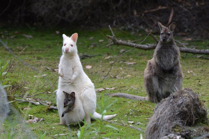 3 day Tasmanian highlights tour  Hobart, Port Arthur and Bruny Island - What to Expect: A Deep Dive into the Itinerary