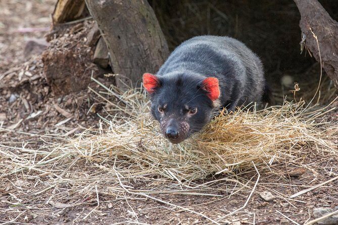 3 day Tasmanian highlights tour  Hobart, Port Arthur and Bruny Island - The Sum Up: Is This Tour Right for You?