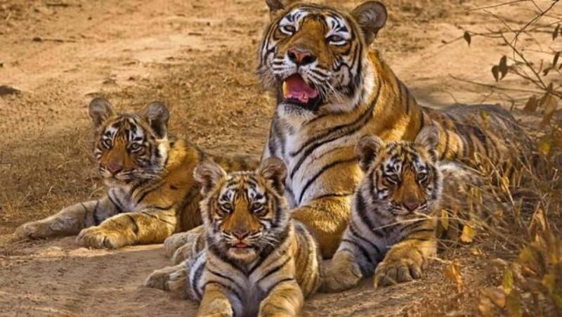 3-Day Temple Trails & Tiger Tales: Delhi-Khajuraho-Panna - Key Points