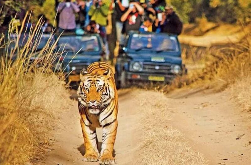 3-Day Temple Trails & Tiger Tales: Delhi-Khajuraho-Panna - FAQs