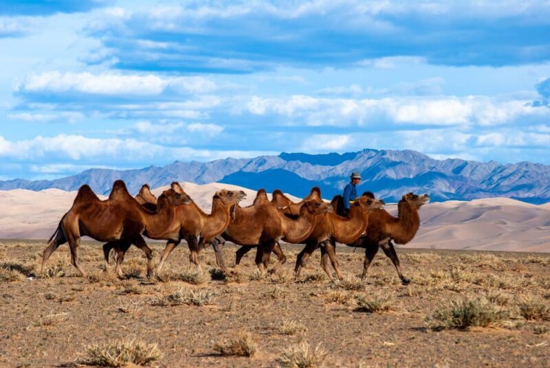 3-Day Terelj and Khar kharom /Horse ride and camel ride - Who This Tour Is Best For
