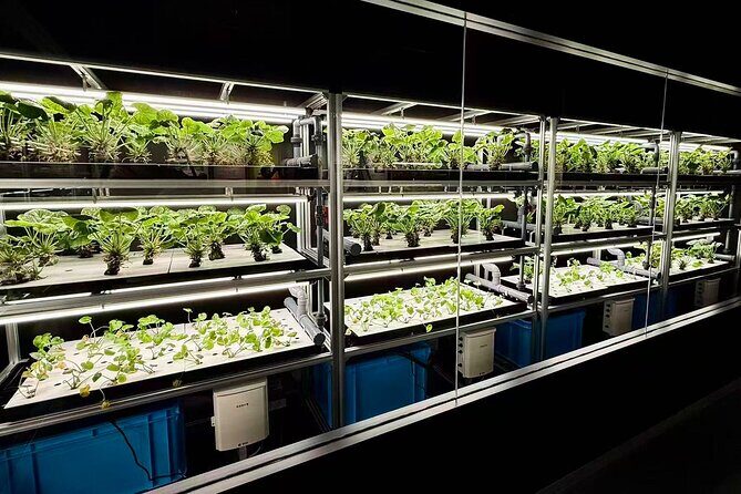 3-day trip from Osaka to Shirakawa-go - Authenticity & Practical Tips