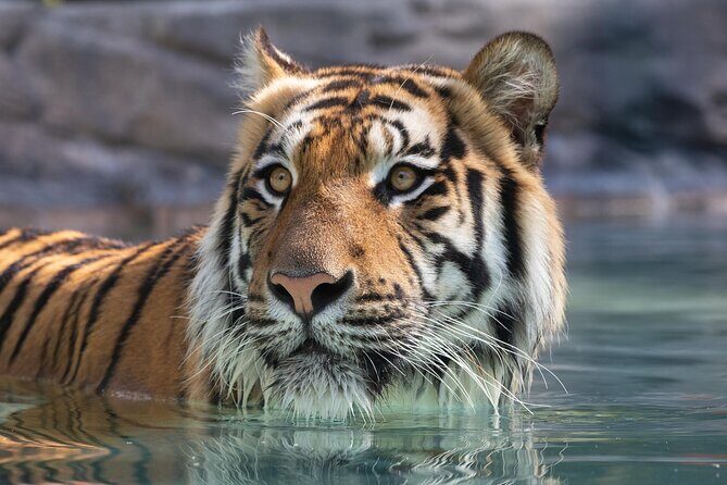 3-Day Unlimited Dreamworld, WhiteWater World & SkyPoint Ticket - Discover the Ultimate Gold Coast Experience: 3-Day Unlimited Dreamworld, WhiteWater World & SkyPoint Ticket