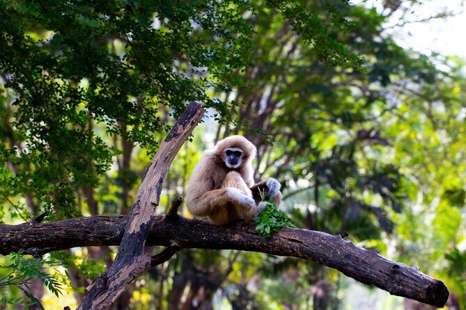 3 Day Wild Gibbon Adventure with Karen Community Homestay - An Introduction to the Experience