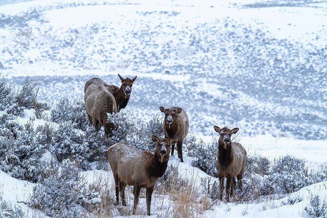 3 Day Wildlife Photography Tour in Yellowstone National Park - Authentic Experiences From Reviews