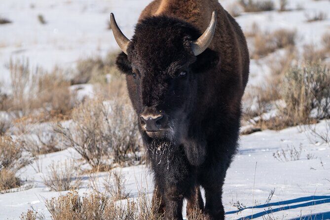 3 Day Wildlife Photography Tour in Yellowstone National Park - Who Would Love This Tour?