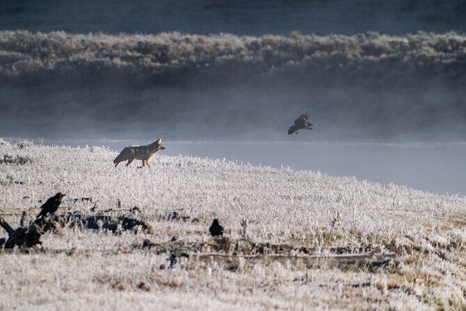 3 Day Wildlife Photography Tour in Yellowstone National Park - FAQ