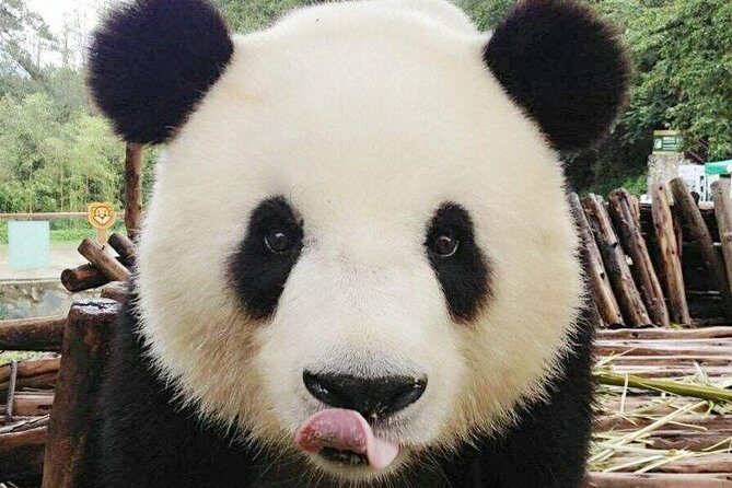 3-Day Yabuli Ski Resort and Panda House Private Trip from Harbin with Accommodation - Discovering the 3-Day Yabuli Ski Resort and Panda House Private Trip from Harbin