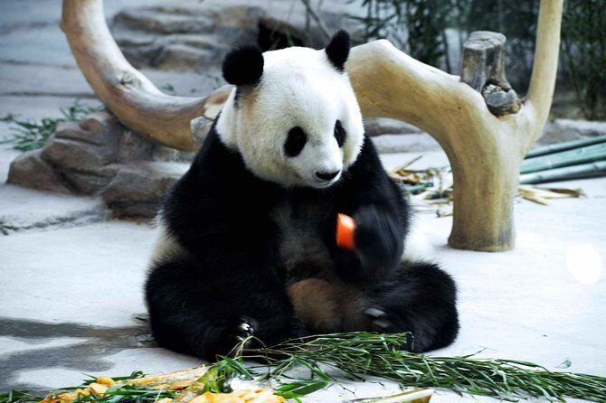 3-Day Yabuli Ski Resort and Panda House Private Trip from Harbin with Accommodation - Frequently Asked Questions