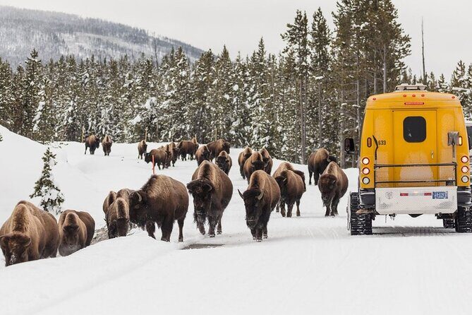 3 Day Yellowstone, Grand Teton Winter Discovery Small Group Tour - Who Will Love This Tour?